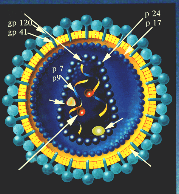 Aids Virus Structure